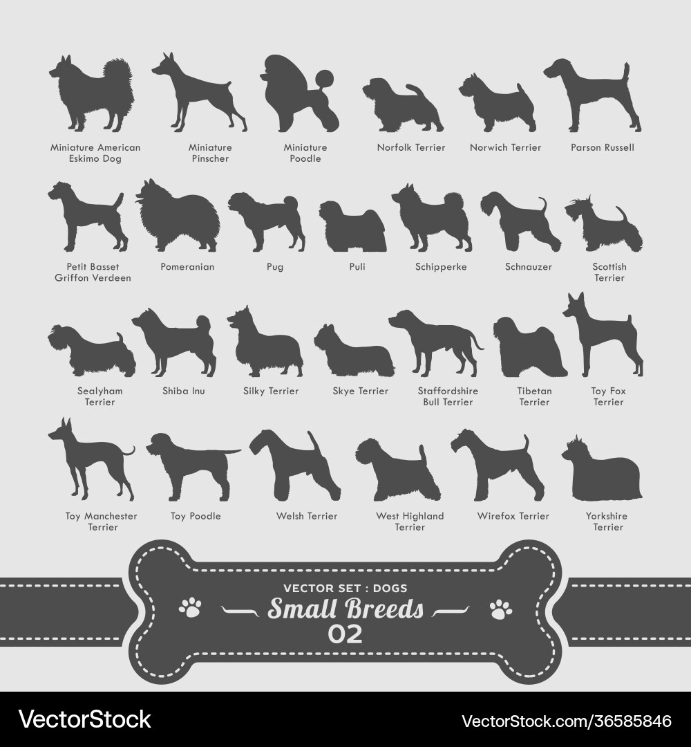 Dog set - small breeds collection Royalty Free Vector Image