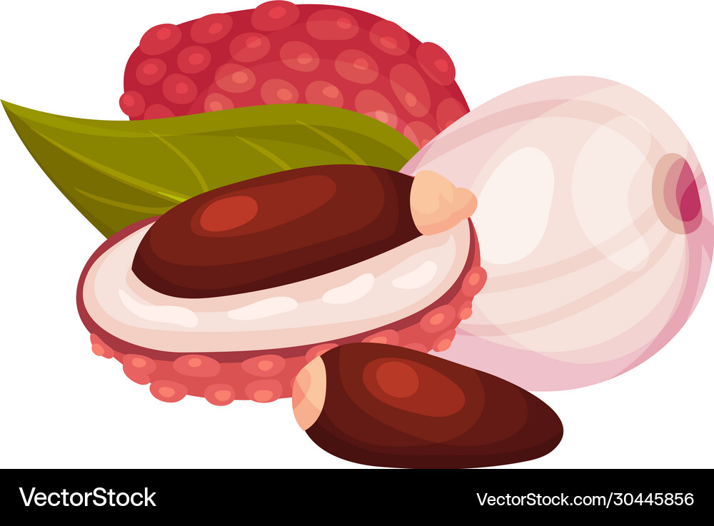 Litchi fruit with rough opened pink-red rind Vector Image