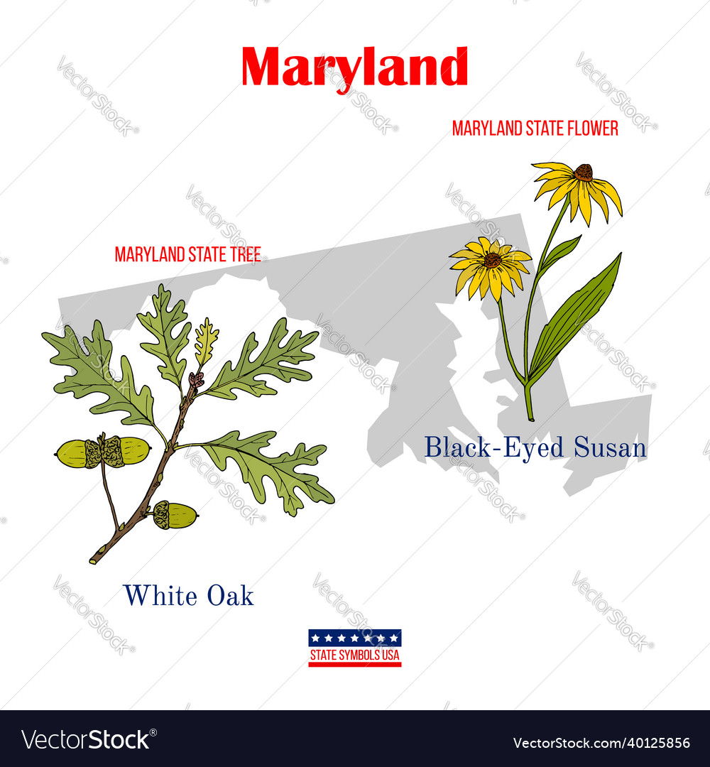 Maryland State Symbols - Black Eyed Susan Vector Image