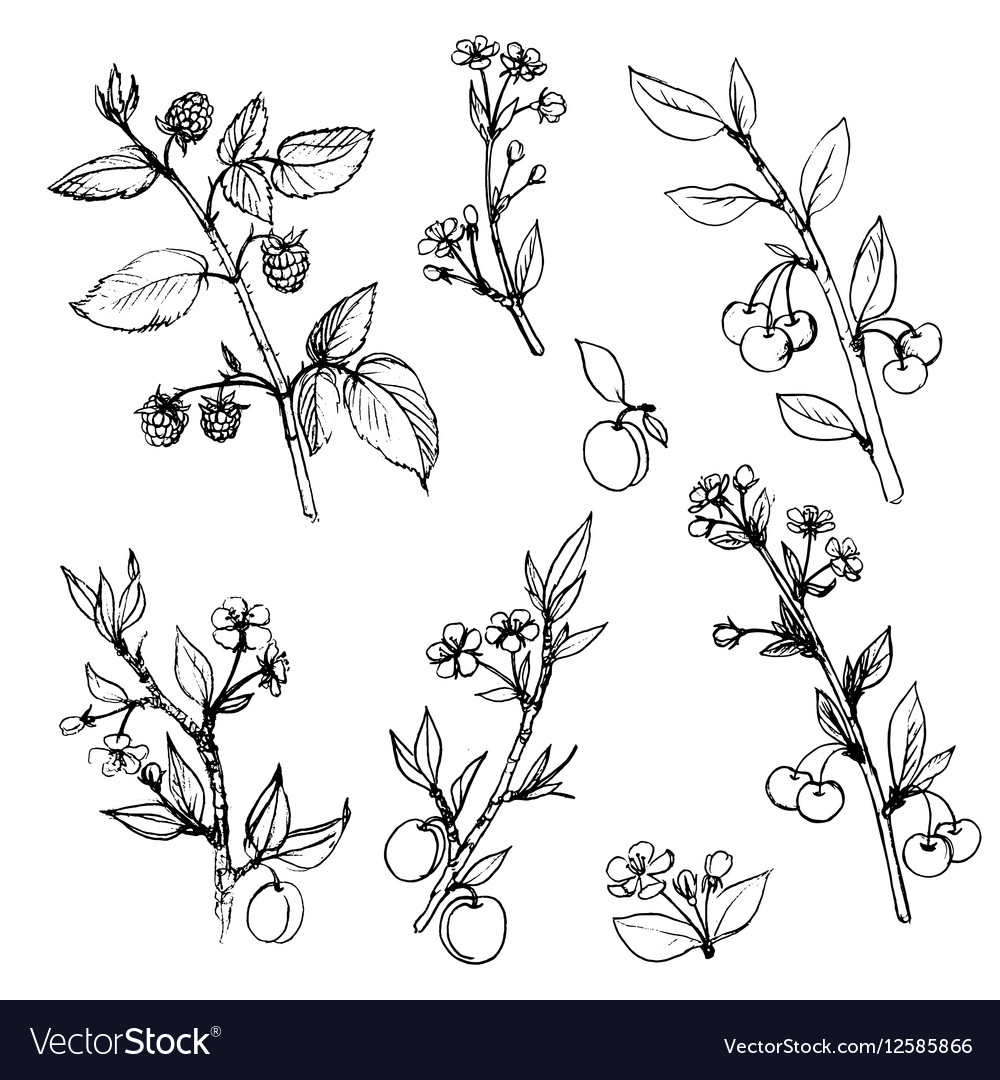 Set of fruit tree branches with leaves and berries