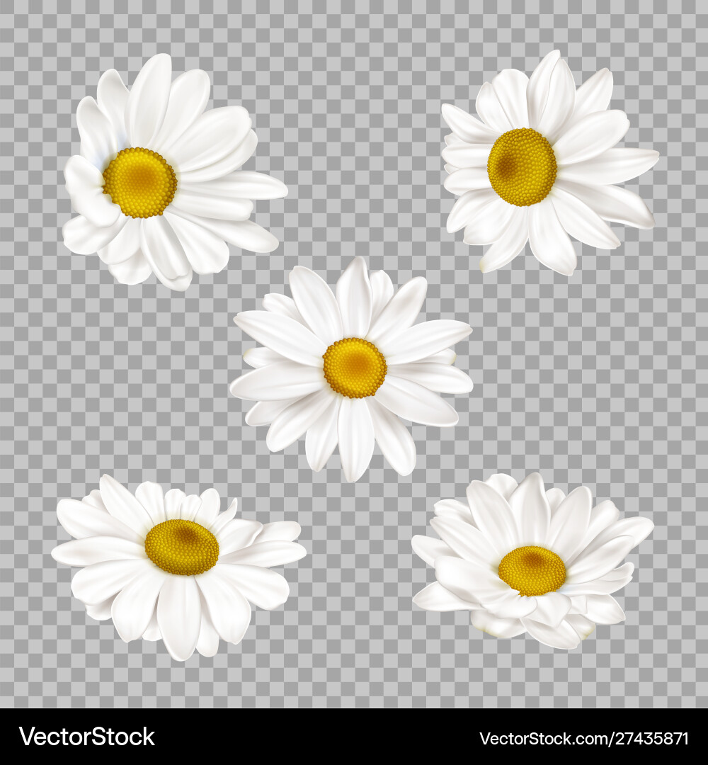 Chamomile set realistic camomile flower buds Vector Image