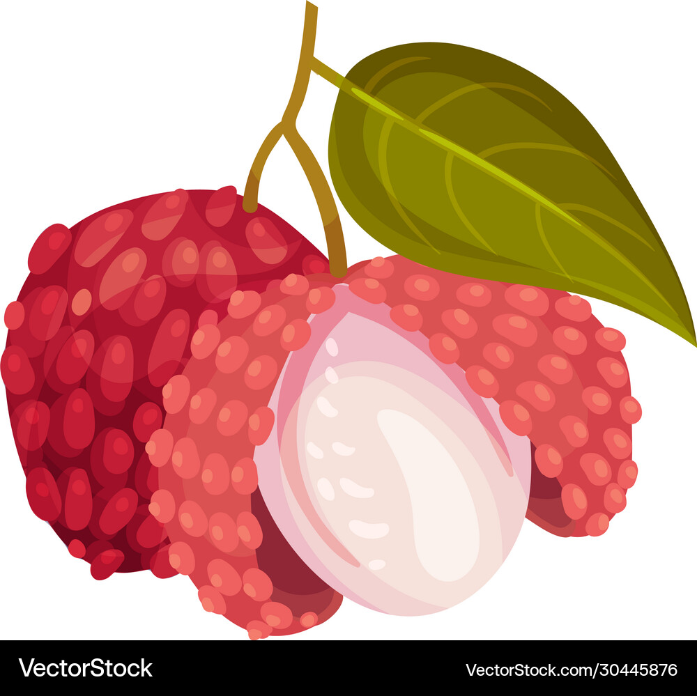 Litchi fruit with rough opened pink-red rind and Vector Image
