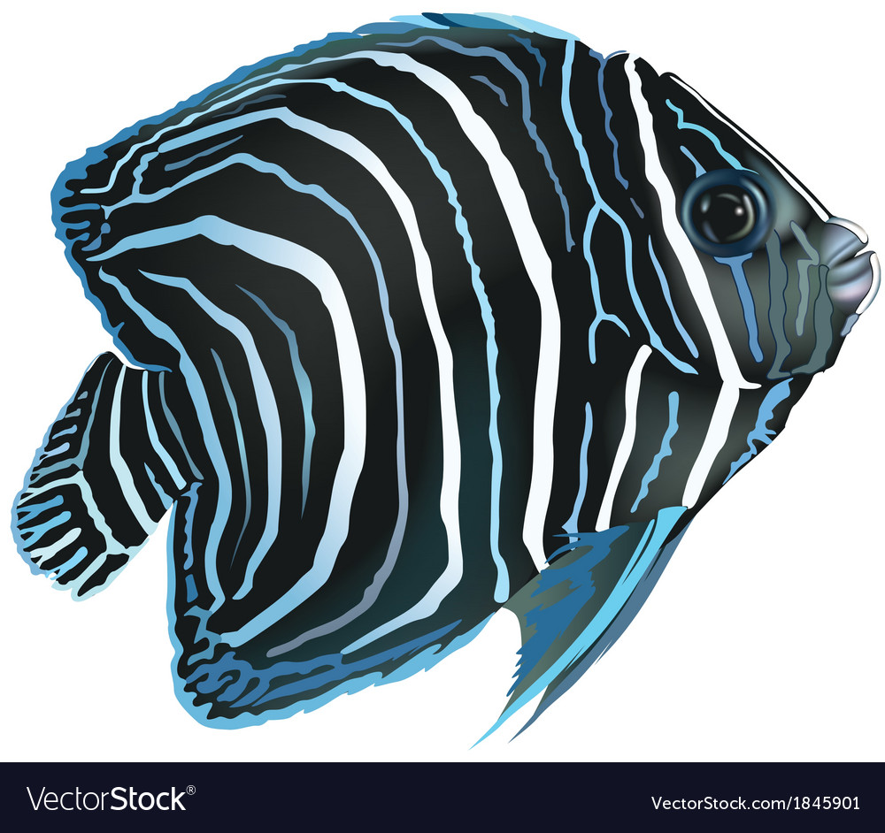 Angelfish Royalty Free Vector Image - VectorStock