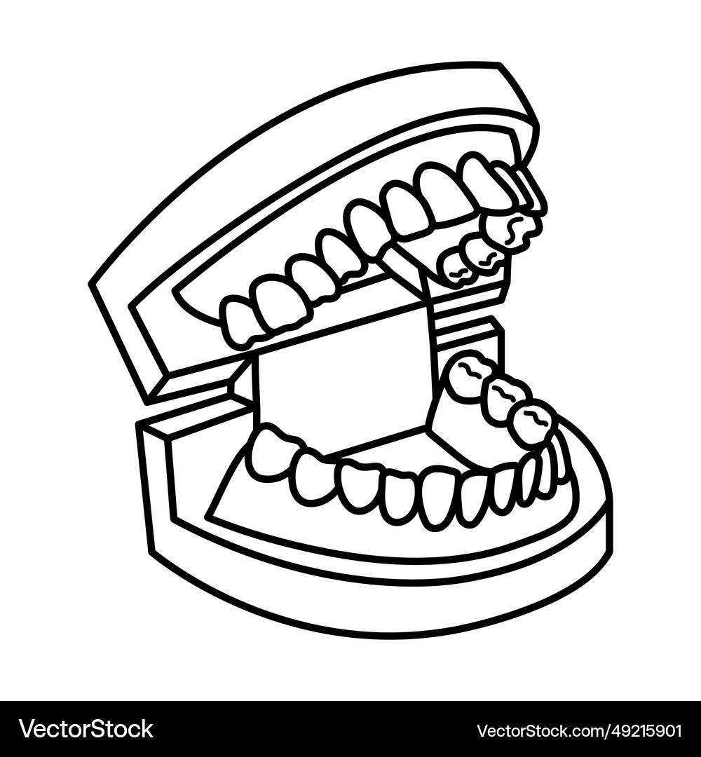 Jaw with teeth open mouth dental model linear Vector Image
