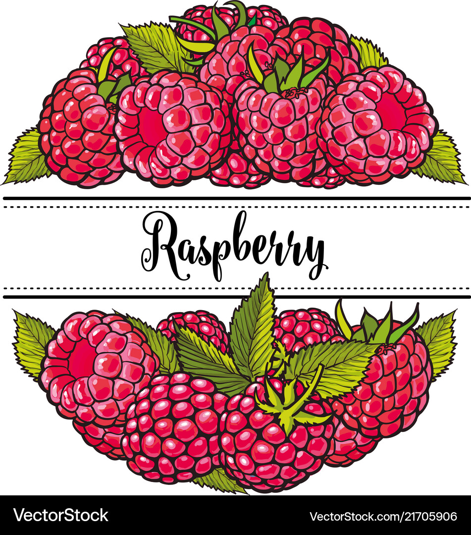 Fresh ripe raspberries in natural composition in Vector Image