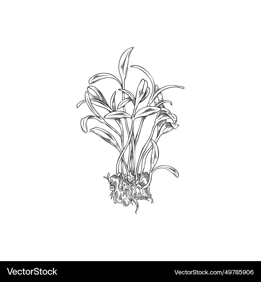 Hand drawn monochrome sprouts of amaranth micro Vector Image