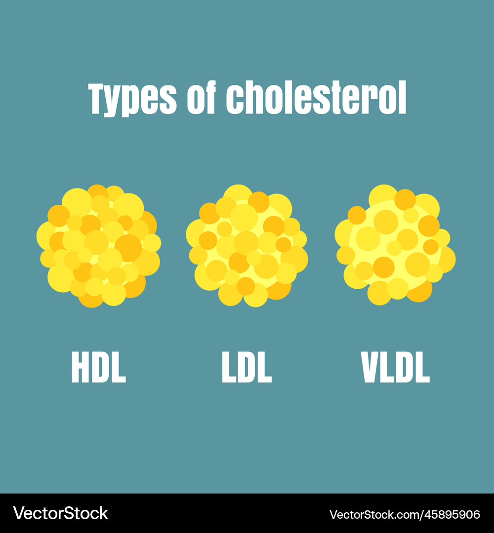 Types of cholesterol to use for education Vector Image