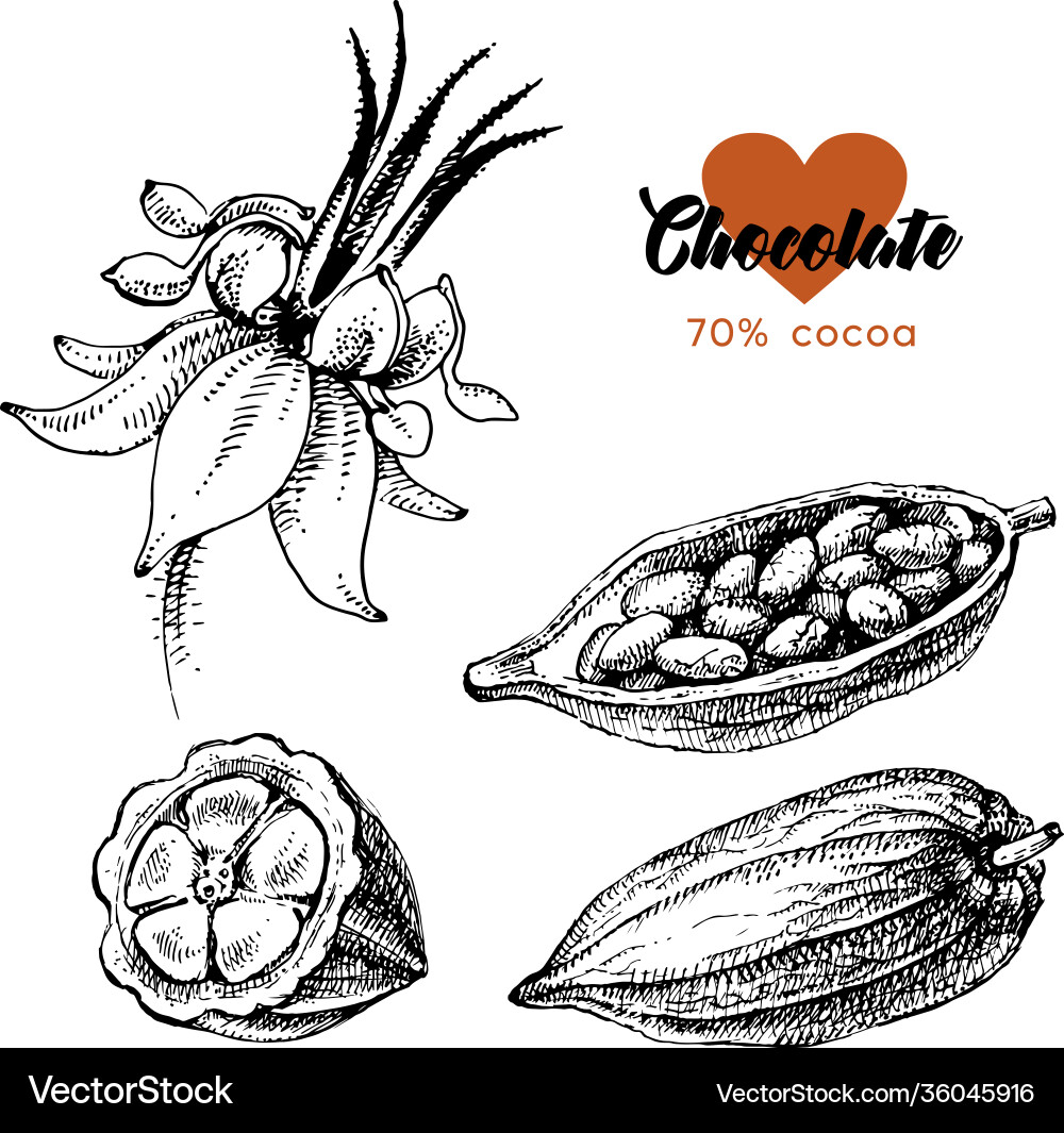 Hand drawn sketch cocoa chocolate product set Vector Image