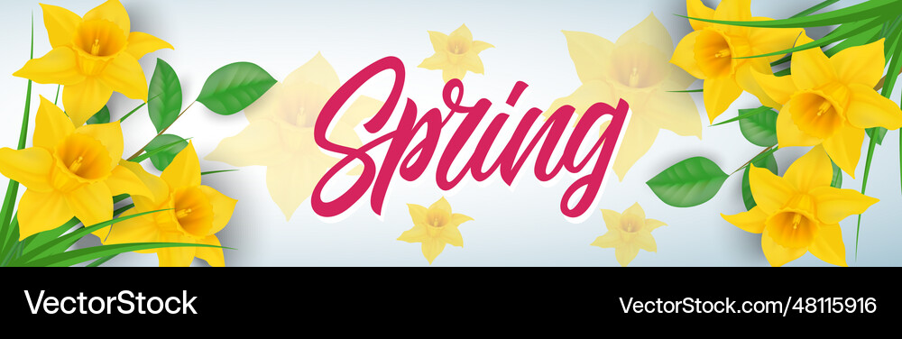 Spring lettering with yellow narcissus Royalty Free Vector