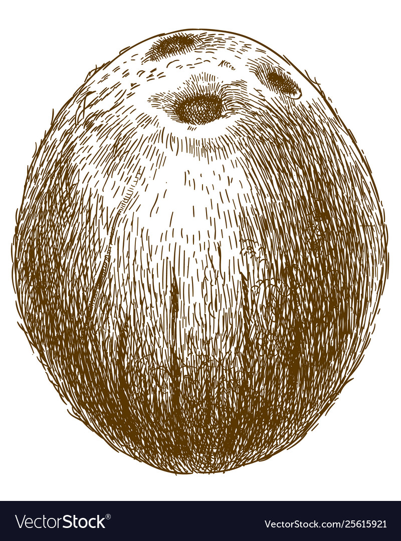 Engraving coconut Royalty Free Vector Image - VectorStock