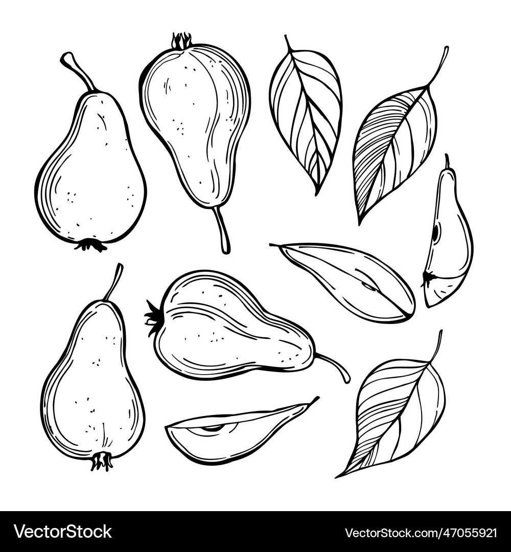 Sketch pears Royalty Free Vector Image - VectorStock