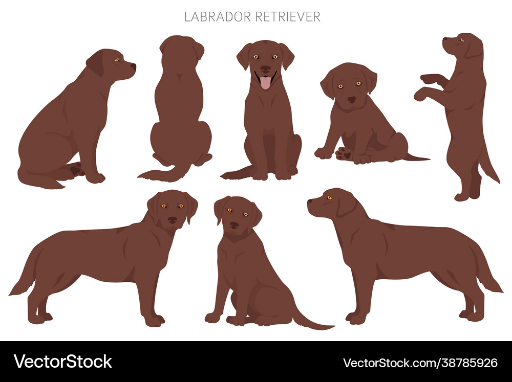 Labrador retriever dogs in different poses Vector Image