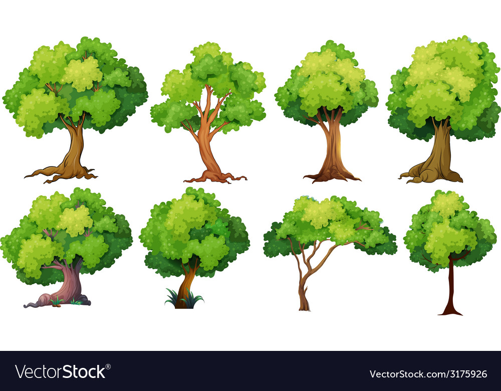 Tree Royalty Free Vector Image - VectorStock