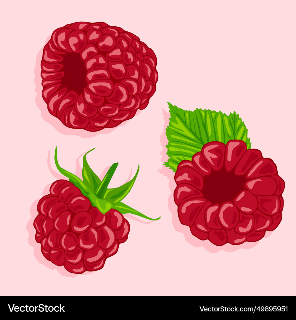 Ripe raspberries with leaves at different angles Vector Image