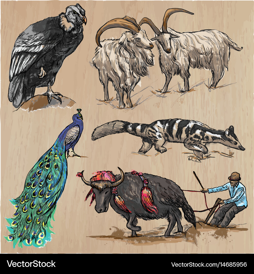 An hand drawn collection pack of animals Vector Image