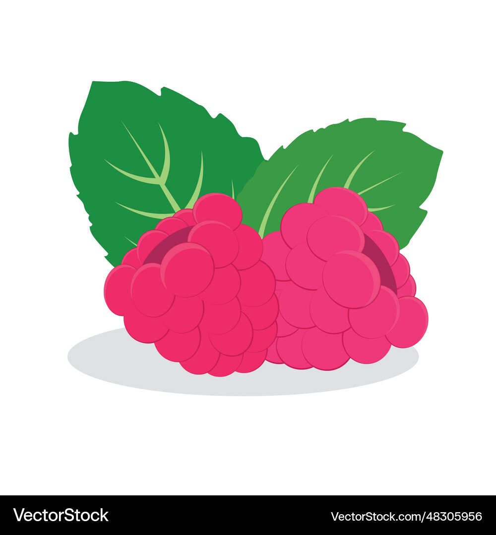 Image of raspberries with leaves Royalty Free Vector Image