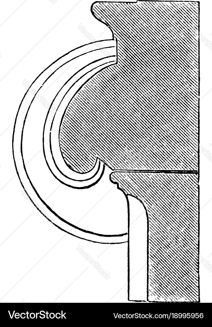 Section of a volute an ionic capital hollowed Vector Image