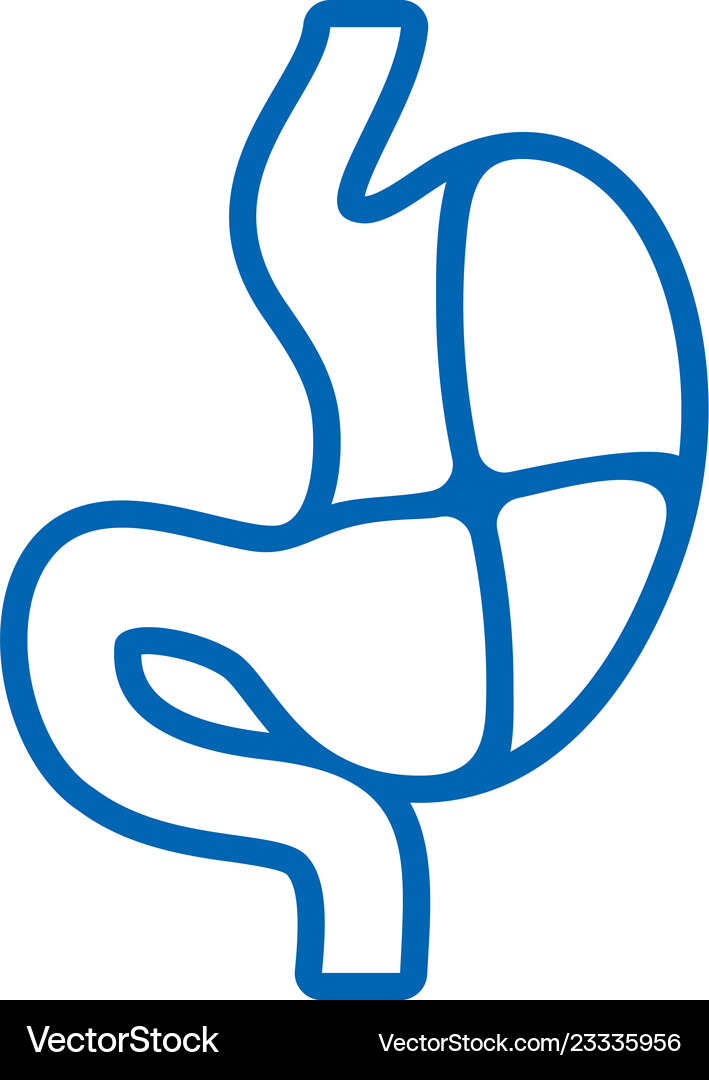 Stomach logo design concept with colorful Vector Image
