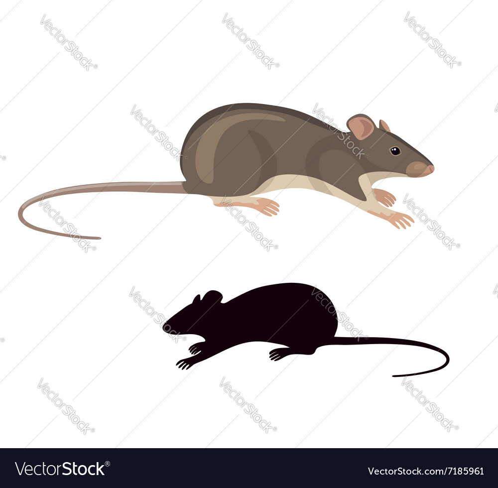 Mouse Royalty Free Vector Image - VectorStock