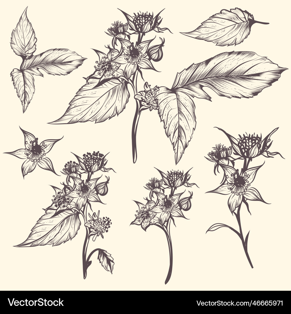 Collection of hand drawn raspberry flowers Vector Image
