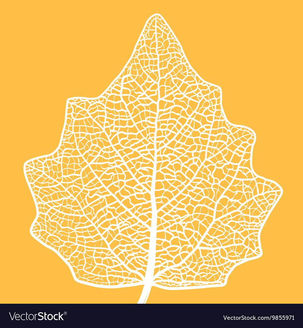 Manually drawn leaf skeleton Royalty Free Vector Image