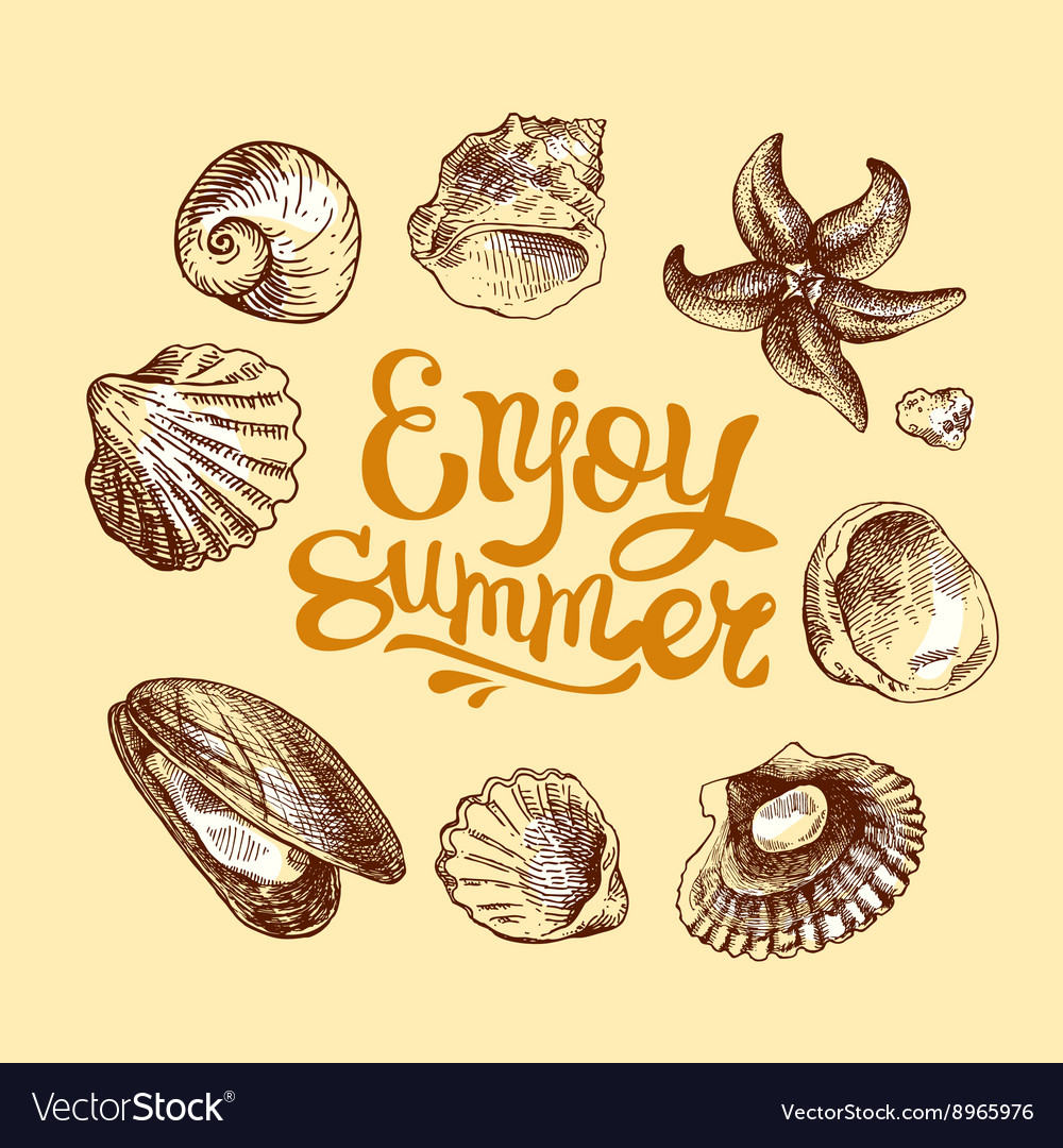 Shell hand drawn Royalty Free Vector Image - VectorStock