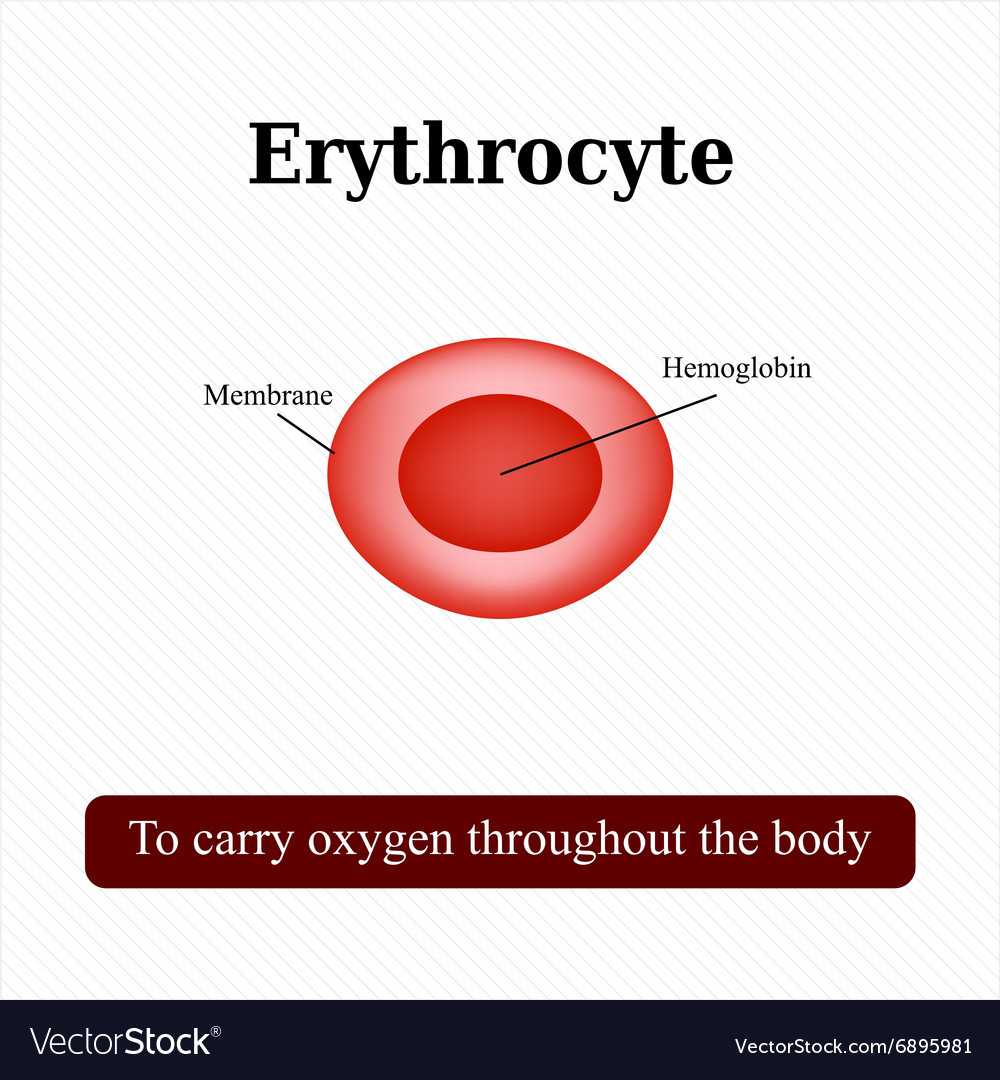 Describe The Structure Of Red Blood Cells
