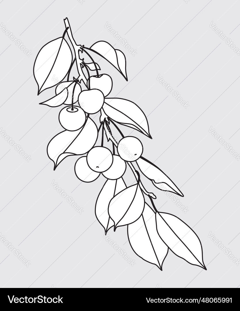 Outline sweet cherry tree branch with berries Vector Image