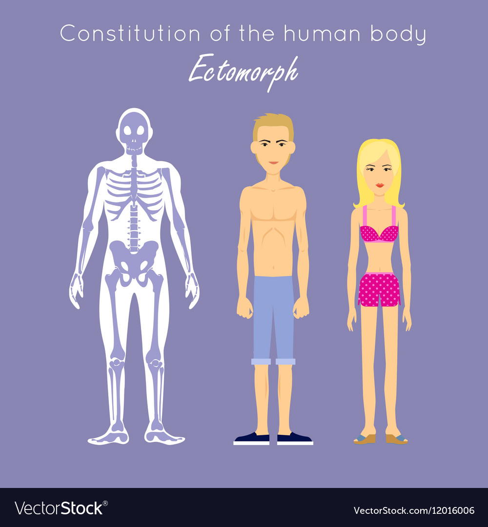 Constitution human body ectomorph ectomorphic Vector Image