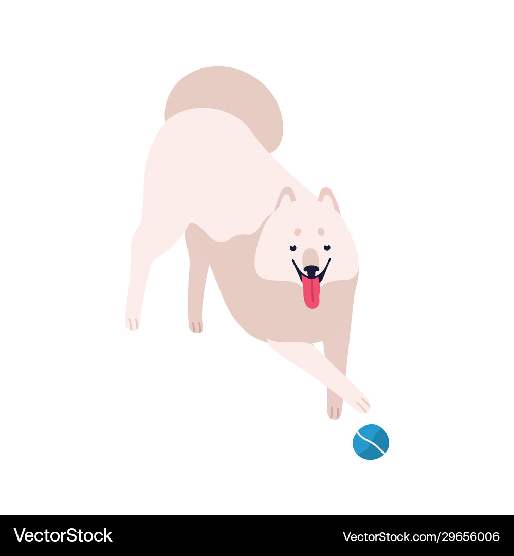 Cute cartoon playful samoyed dog flat Royalty Free Vector