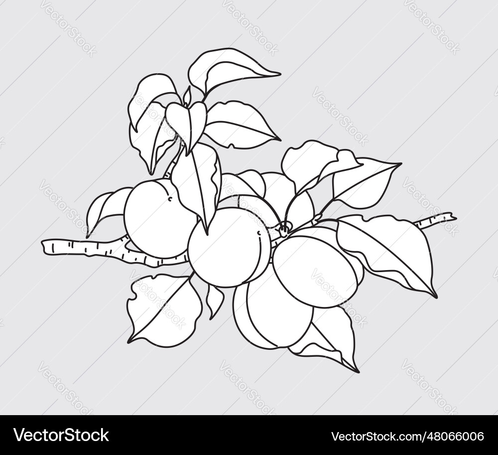 Outlined apricot tree branch with fruits Vector Image