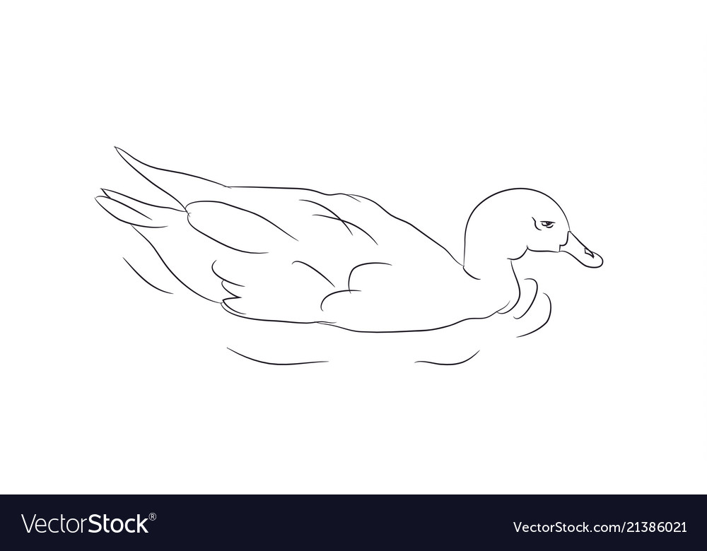 Duck lines Royalty Free Vector Image - VectorStock