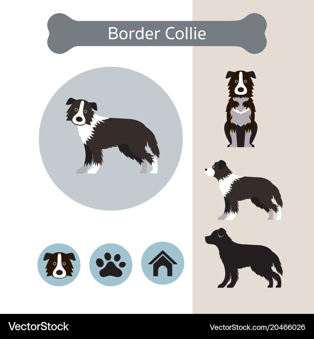 Border collie dog breed infographic Royalty Free Vector