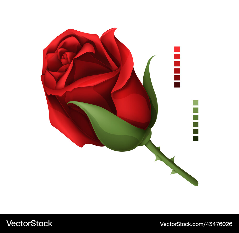 Rose hand drawing and mesh colored a blossoming Vector Image