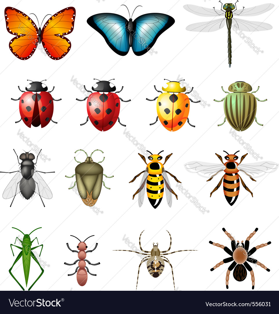 Insects bugs Royalty Free Vector Image - VectorStock