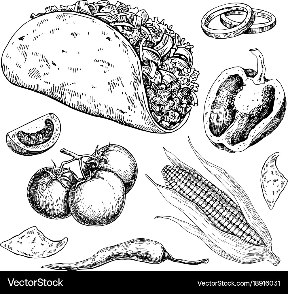 Taco drawing with vegetable traditional mexican Vector Image