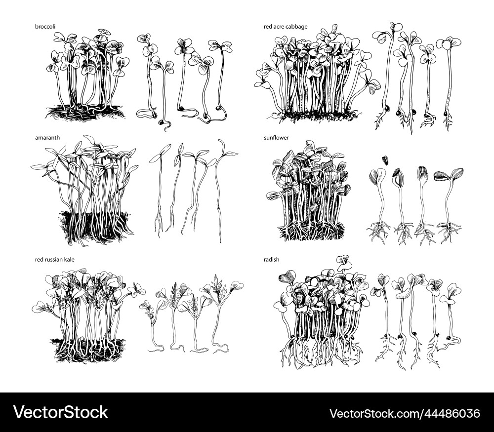 6 monochrome hand drawn fresh microgreens sprouts Vector Image