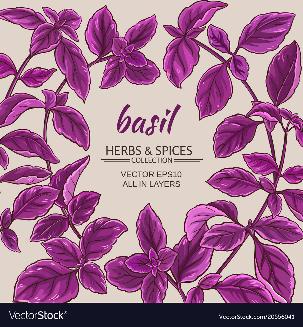 Basil frame Royalty Free Vector Image - VectorStock