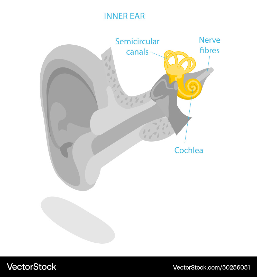 3d isometric flat of human ear Royalty Free Vector Image