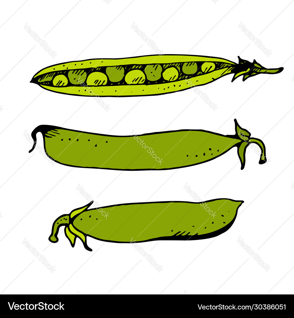 Green peas set hand drawn sketch isolated Vector Image