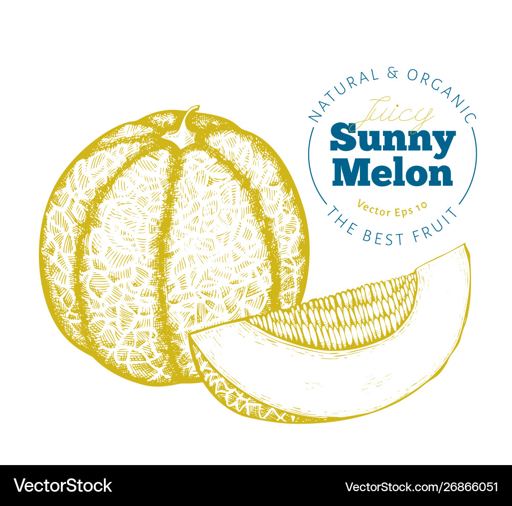 Whole melon and a piece hand drawn Royalty Free Vector Image