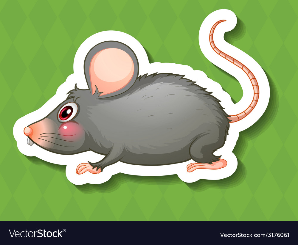 Mouse Royalty Free Vector Image - VectorStock