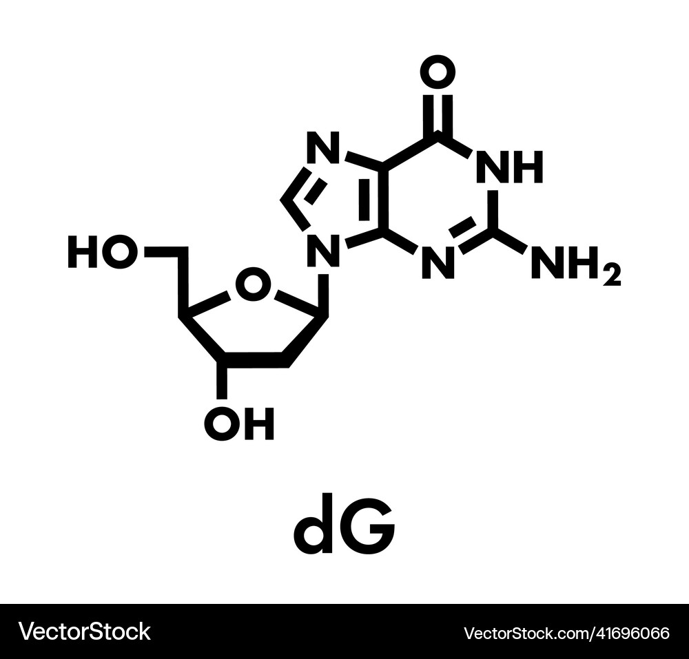 Deoxyguanosine dg nucleoside molecule dna Vector Image