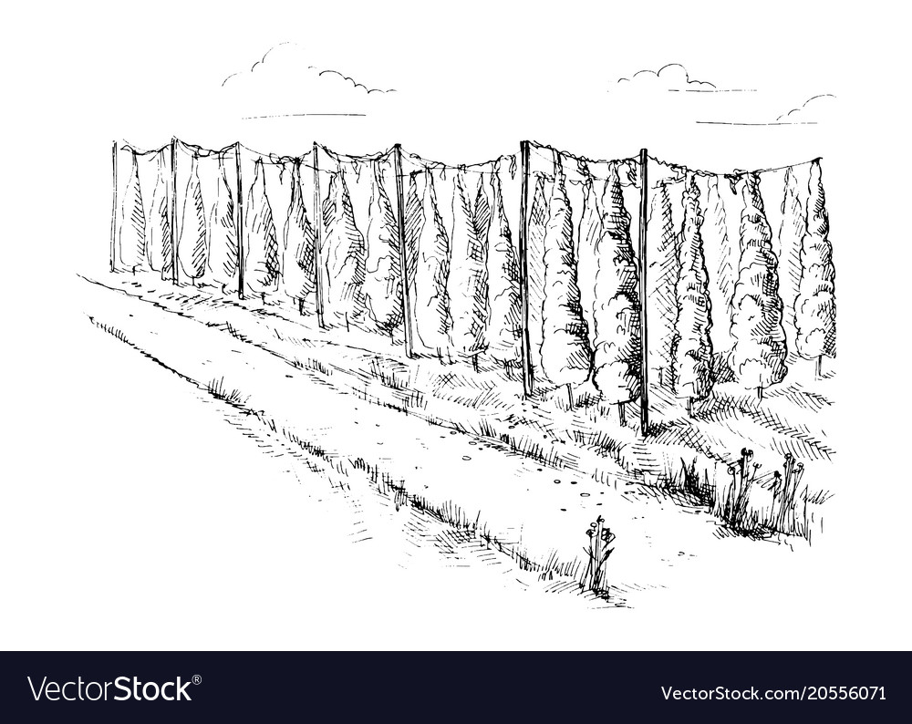 Hops field Royalty Free Vector Image - VectorStock