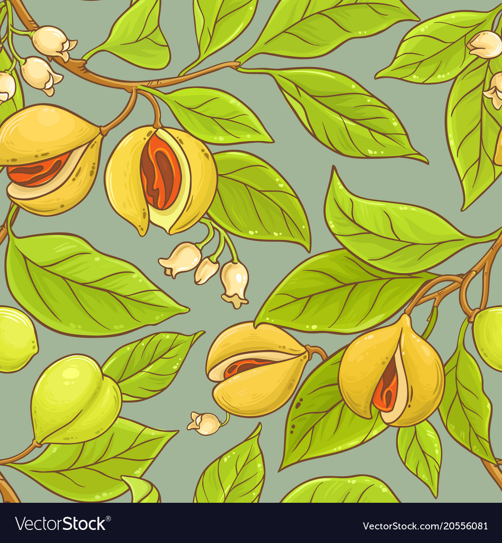 Nutmeg pattern Royalty Free Vector Image - VectorStock
