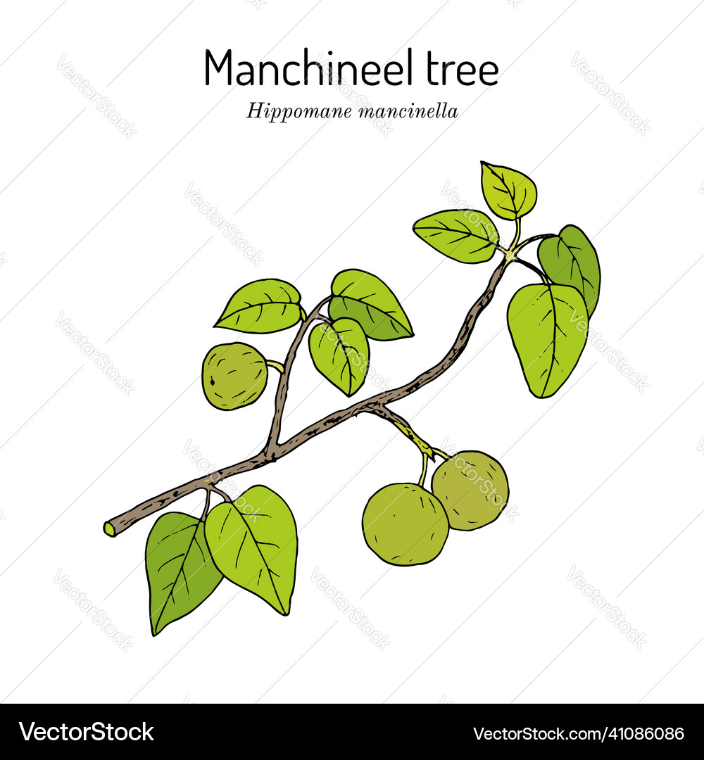 Manchineel tree or mancinella hippomane Royalty Free Vector