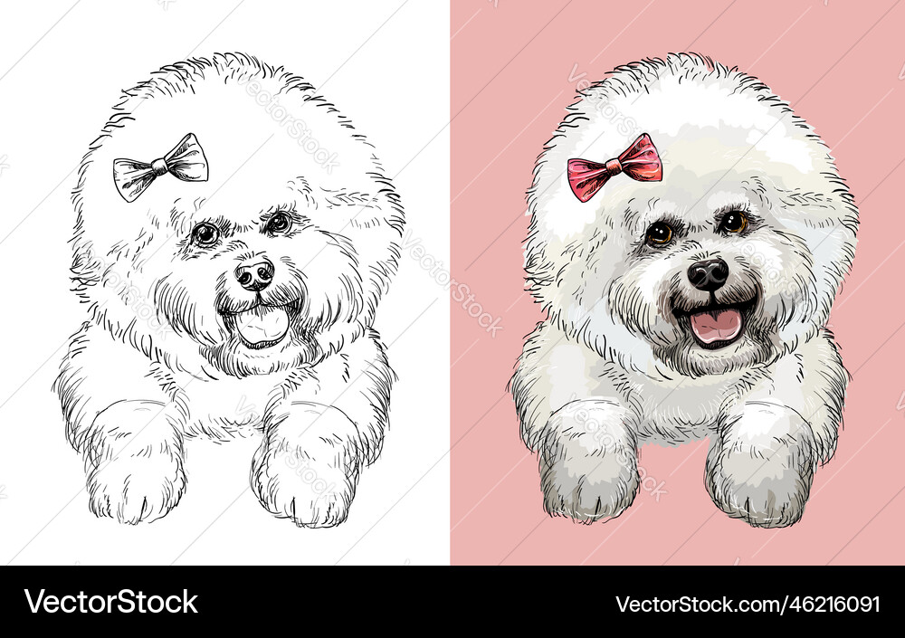 Bichon frise dog close up Royalty Free Vector Image