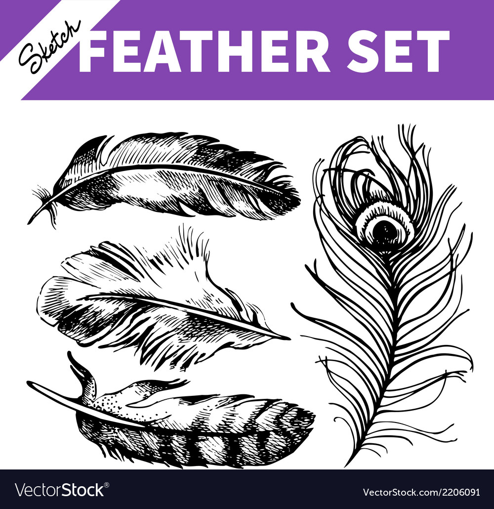 Feather set Royalty Free Vector Image - VectorStock