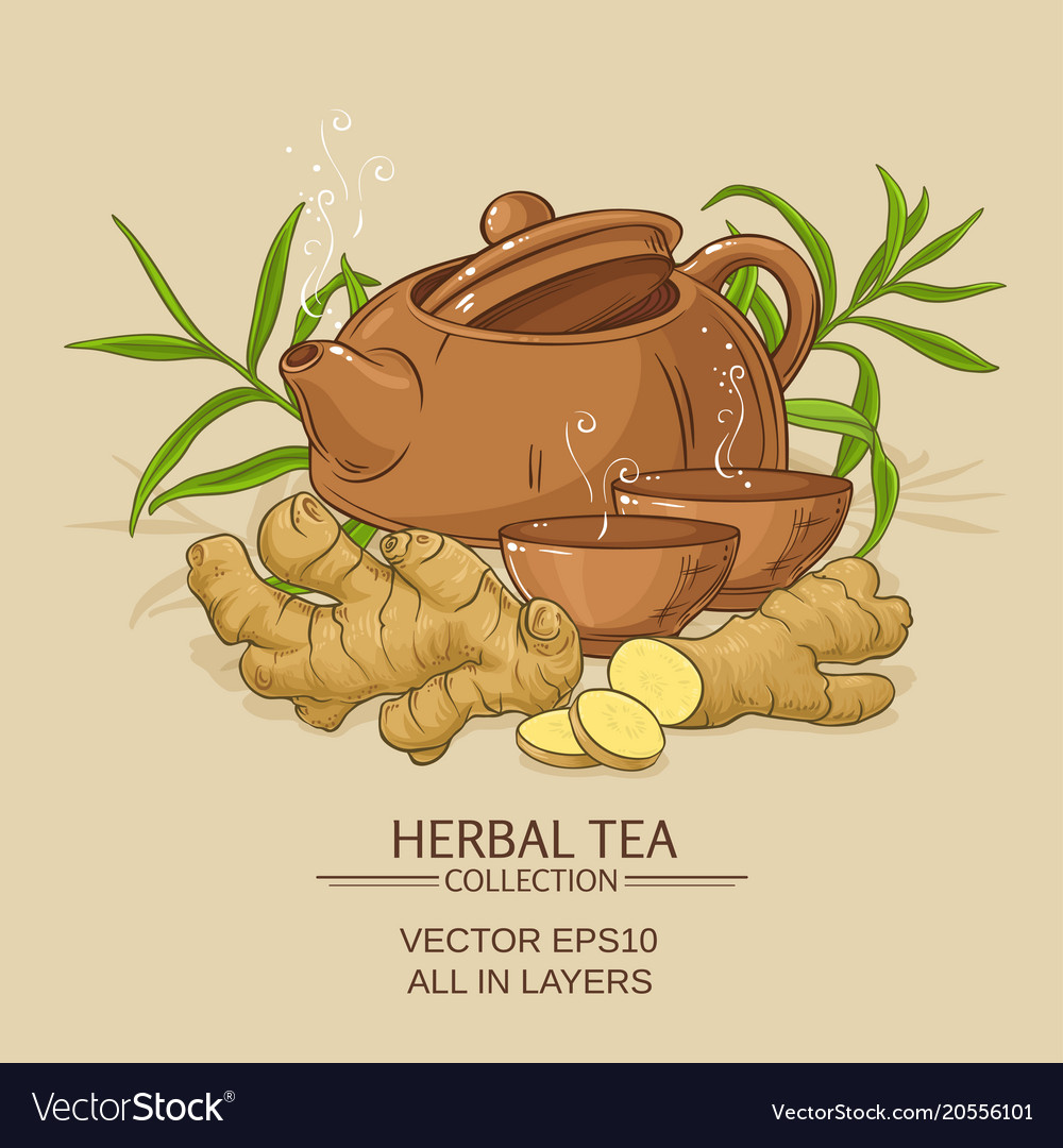 Ginger tea Royalty Free Vector Image - VectorStock