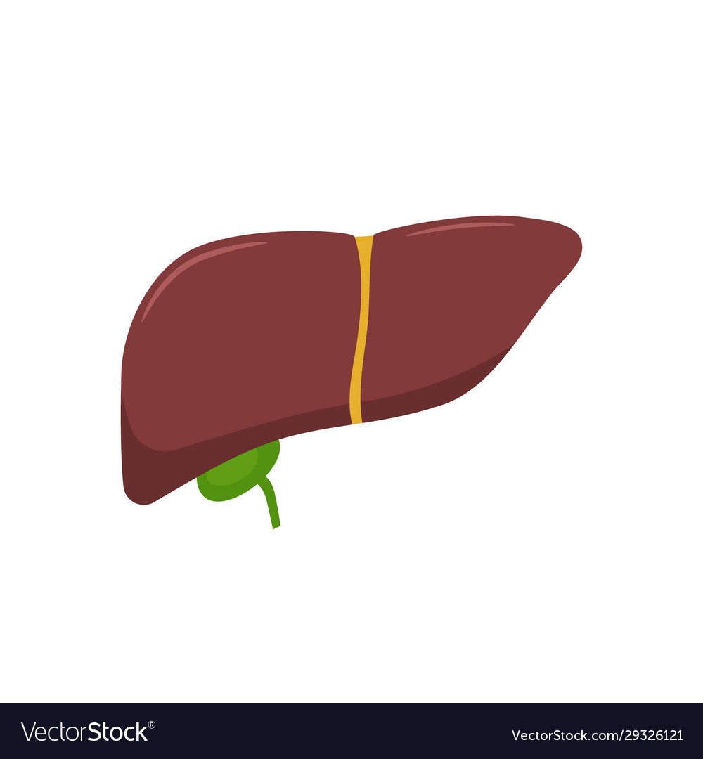 Liver flat design isolated Royalty Free Vector Image
